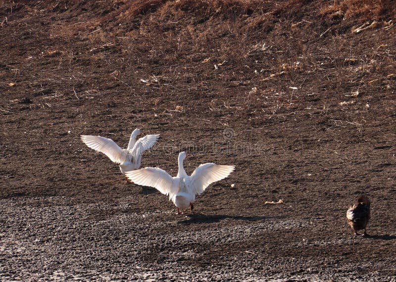 Duck; quack-quack; quacker stock image. Image of chrysanthemum - 148369865