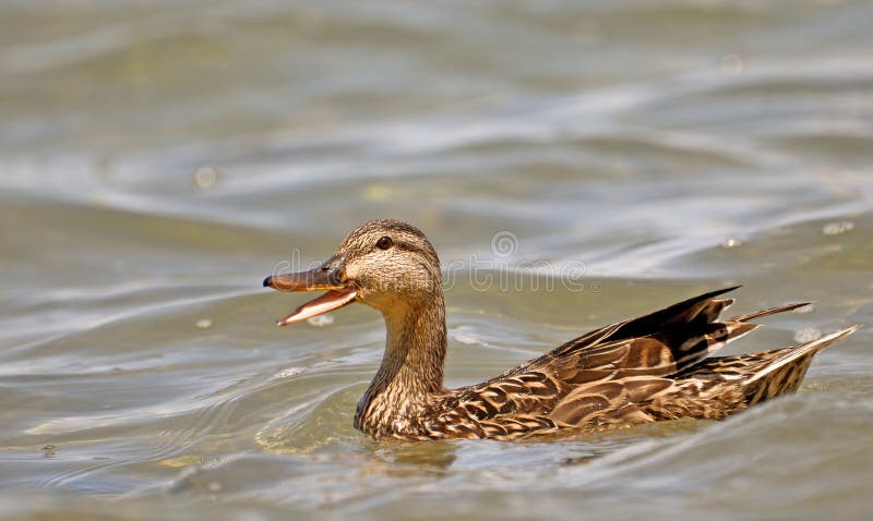 Duck quacking. stock photo. Image of enjoyment, beauty - 11068130