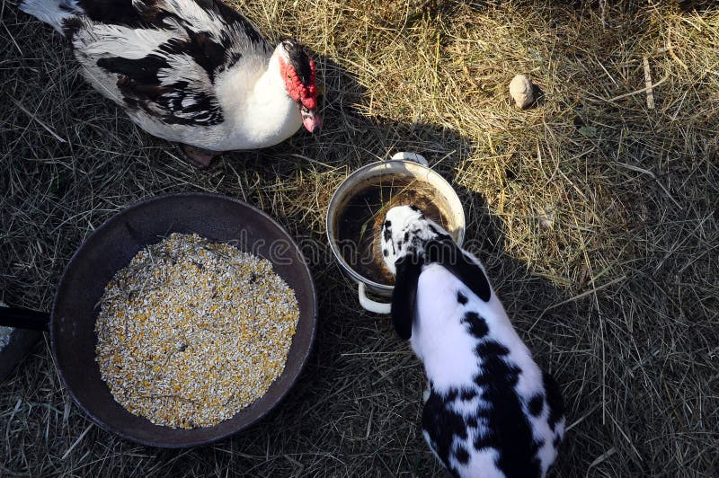 Duck and rabbit stock image. Image of chicken, rabbit - 59825245