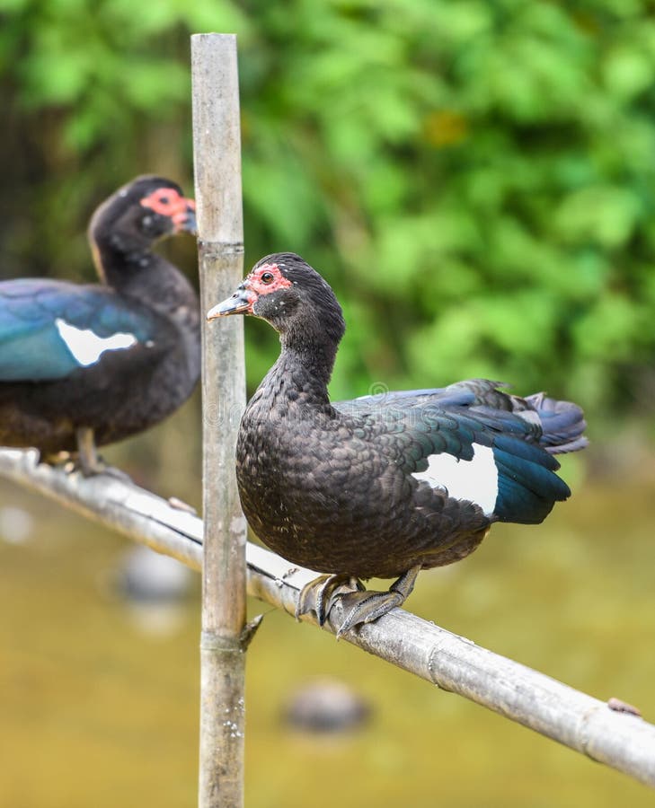 White Duck Standing Railing Stock Photos - Free & Royalty-Free Stock ...