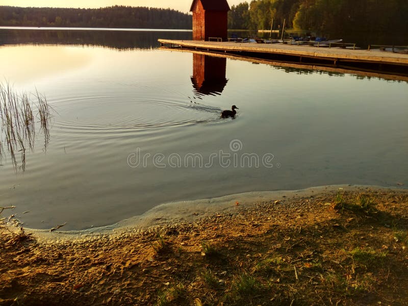 Wild birds stock image. Image of forest, green, greens - 100534019