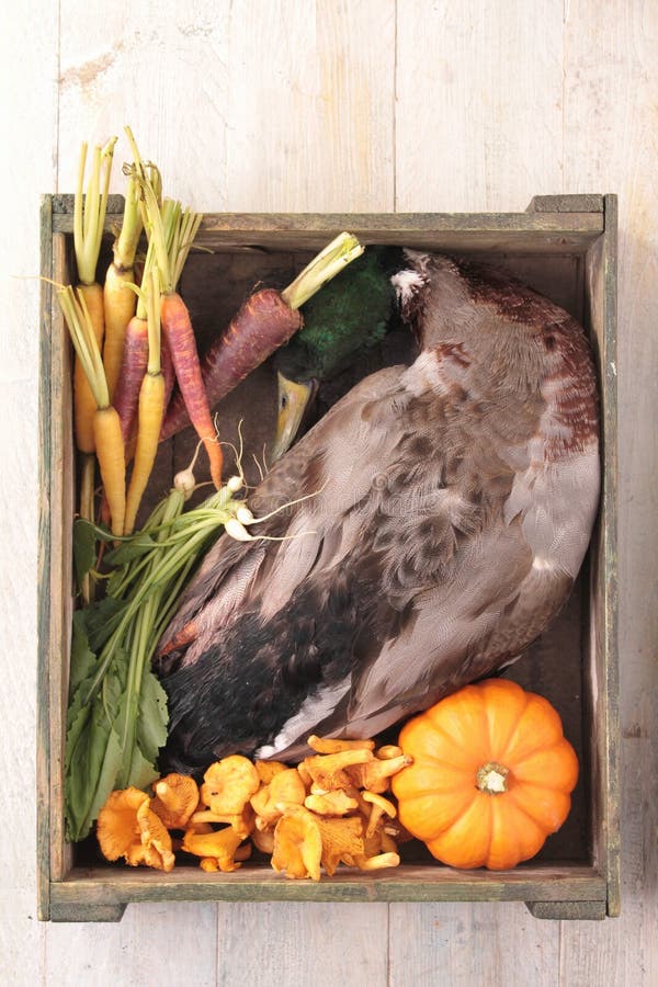 Duck ready for plucking stock photo. Image of plucking - 61846680