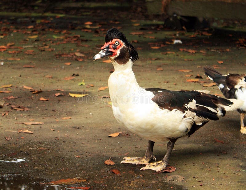 Duck Red Face stock photo. Image of park, feather, reflect - 77282142