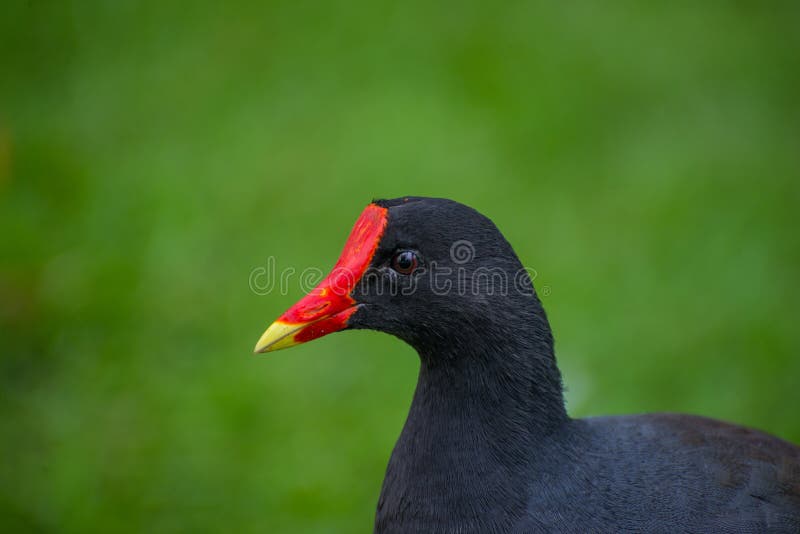 Duck with red face stock image. Image of couple, foods - 102238459