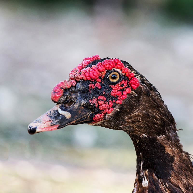 Duck stock image. Image of beak, domesticated, duck, look - 36269673
