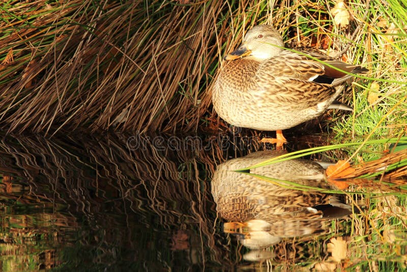 Duck in the reed stock image. Image of reflection, sunlight - 146650205