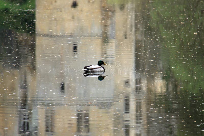Duck and Reflection stock image. Image of ripples, countryside - 347791835