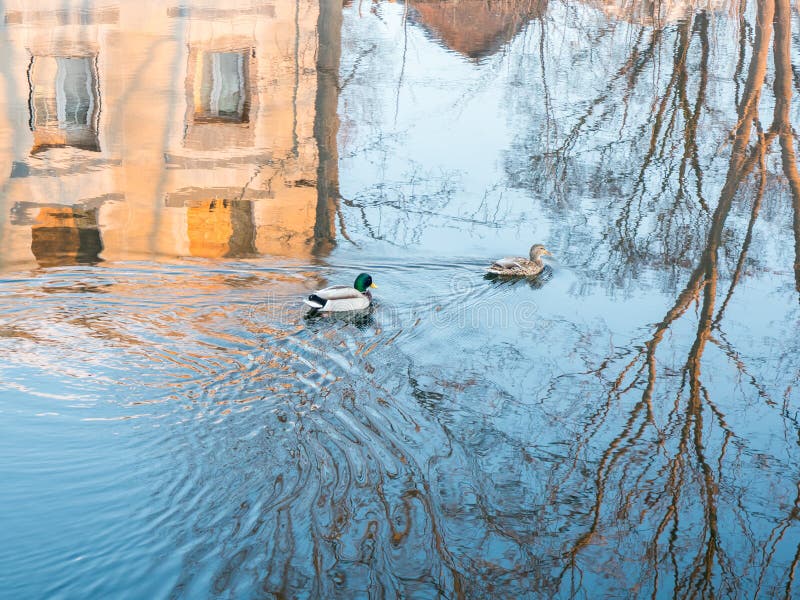 Duck reflections stock photo. Image of reflection, male - 86533278
