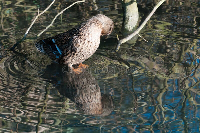Duck with reflections stock image. Image of lake, clear - 65794545