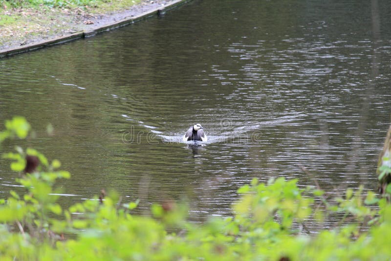 Duck in the Water stock image. Image of wild, animal - 115384319