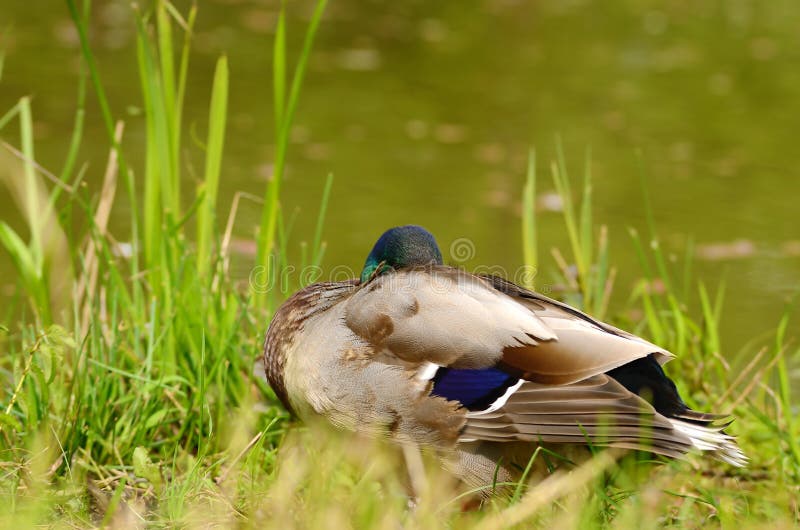 Duck rest near the lake stock photo. Image of calm, rest - 39910872