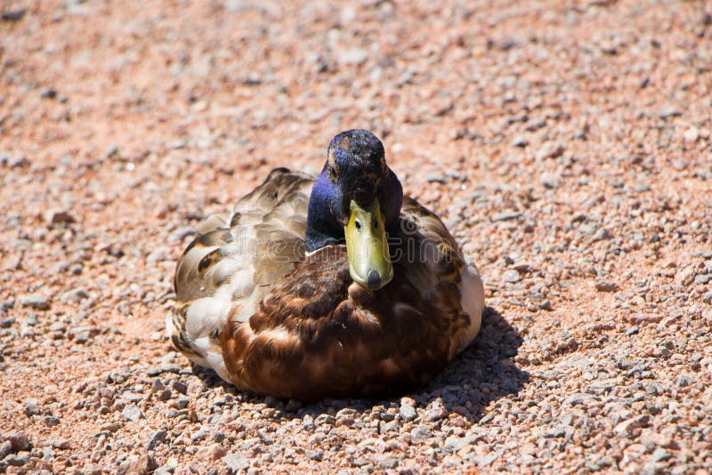 A Ground Duck, Tadorna Ferruginea, Sits On A Metal Fence In A Pond ...