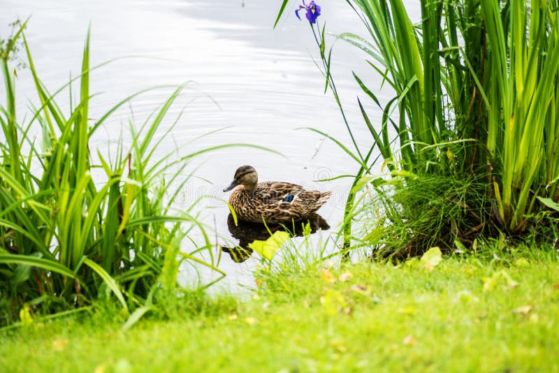 Duck resting in a park stock photo. Image of resting - 95581636