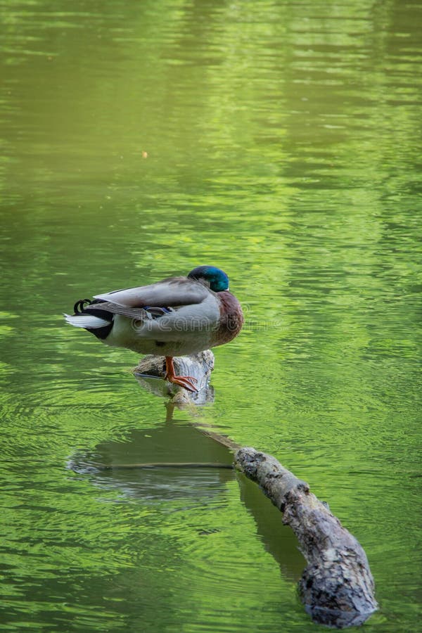 A single duck on a lake stock photo. Image of flock - 205784922
