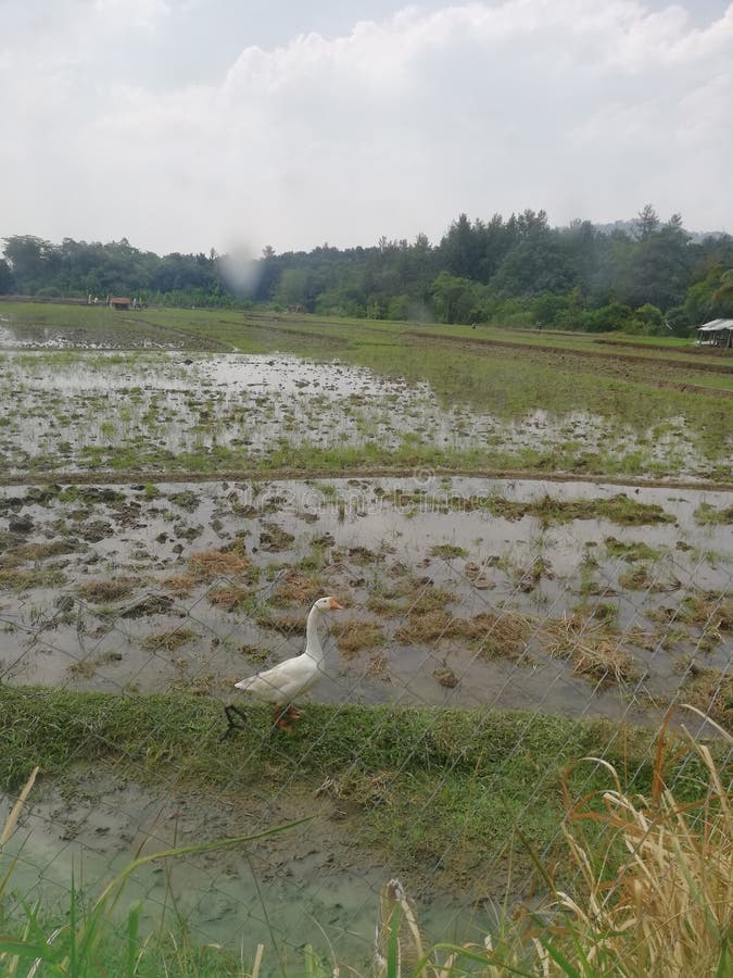 A Duck is in the Rice Field. Stock Image - Image of rice, field: 351054569