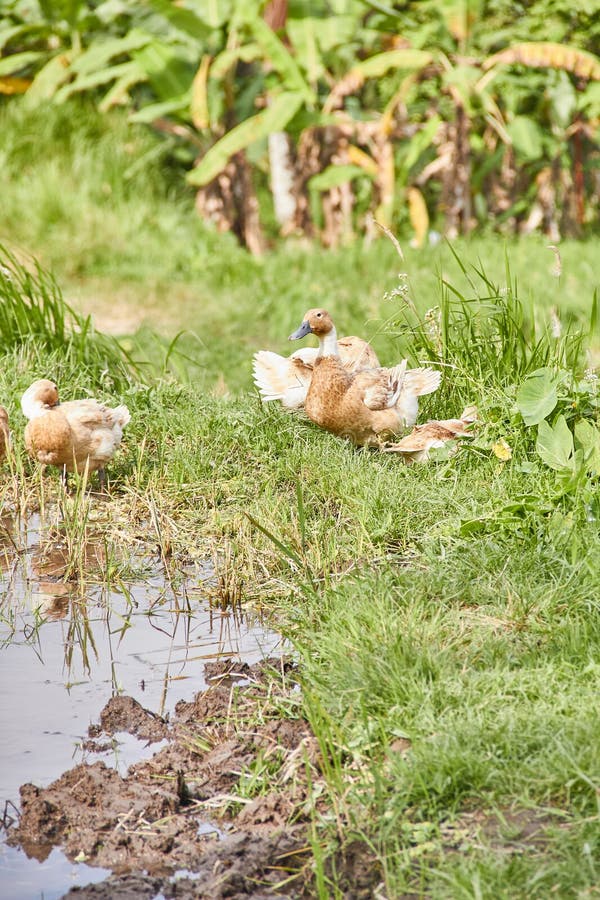Duck in a rice field stock photo. Image of animal, wetland - 326469210