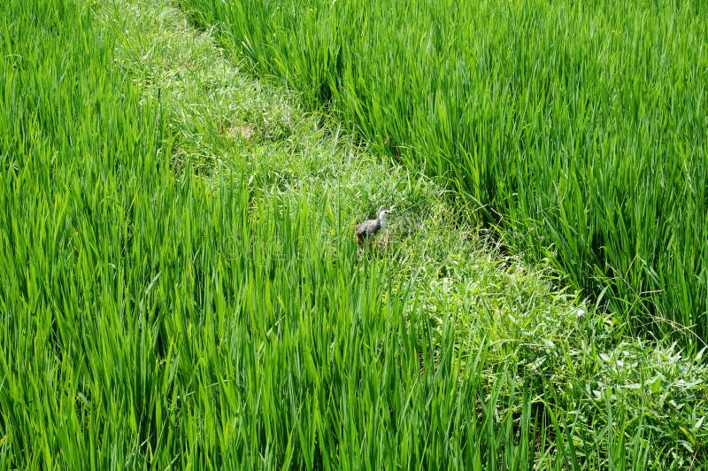 A duck in a rice field stock photo. Image of terrace - 94199178