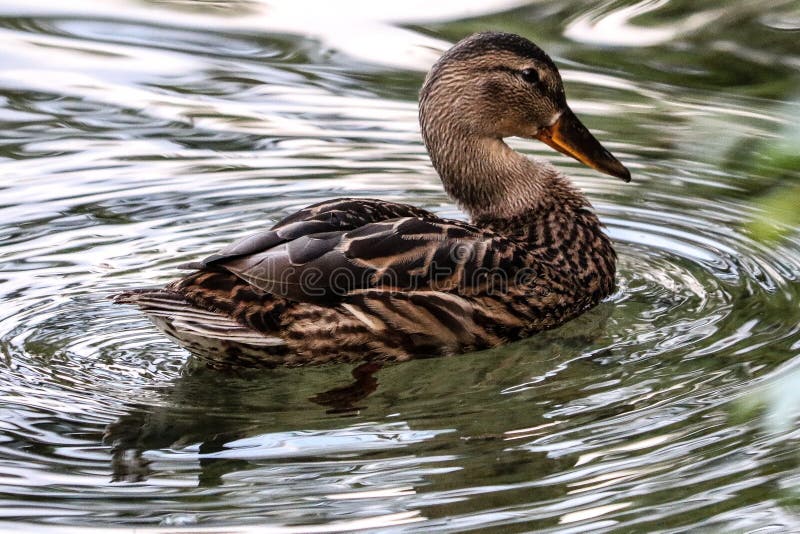 Duck Ripples on Serene Crystal Lake Stock Image - Image of peaceful ...