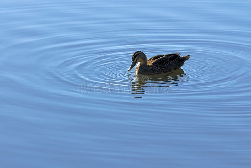 Duck and ripples in pond stock image. Image of ripples - 54226133