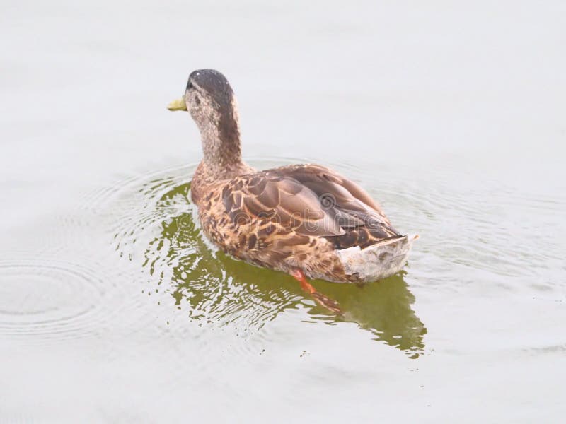 Duck in river alone stock photo. Image of marina, water - 123495610
