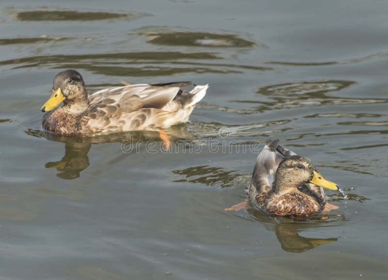 River Labe in Litomerice Town Stock Image - Image of ancestral, light ...