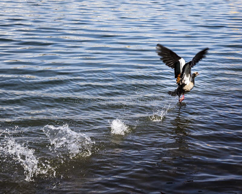 A duck flying away stock image. Image of wildlife, bird - 218781001