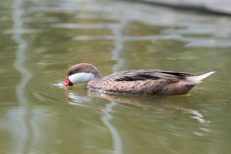 Duck in river stock photo. Image of duck, nature, water - 92663824
