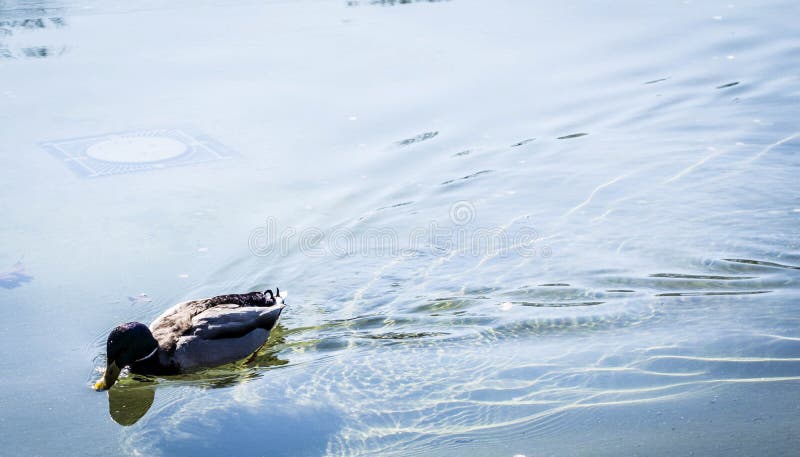 Duck in River with Ripples stock photo. Image of maryland - 89150302