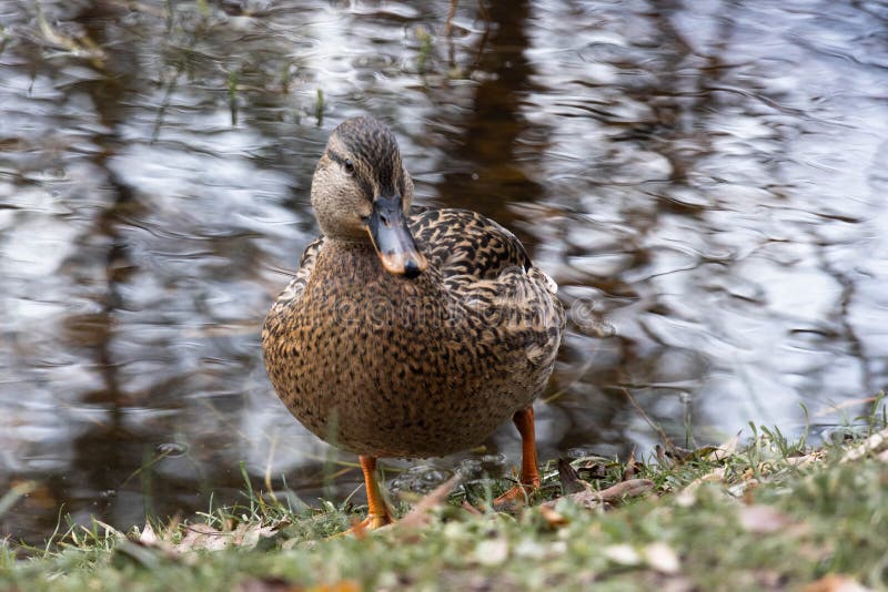 Duck on the river shore stock image. Image of shoreline - 264265875