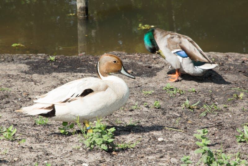 Duck in River Side Outdoors Summer Day Stock Image - Image of couple ...