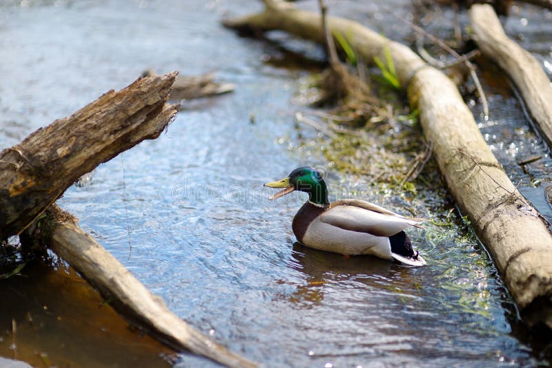 A duck in a river stock image. Image of outside, park - 41458403