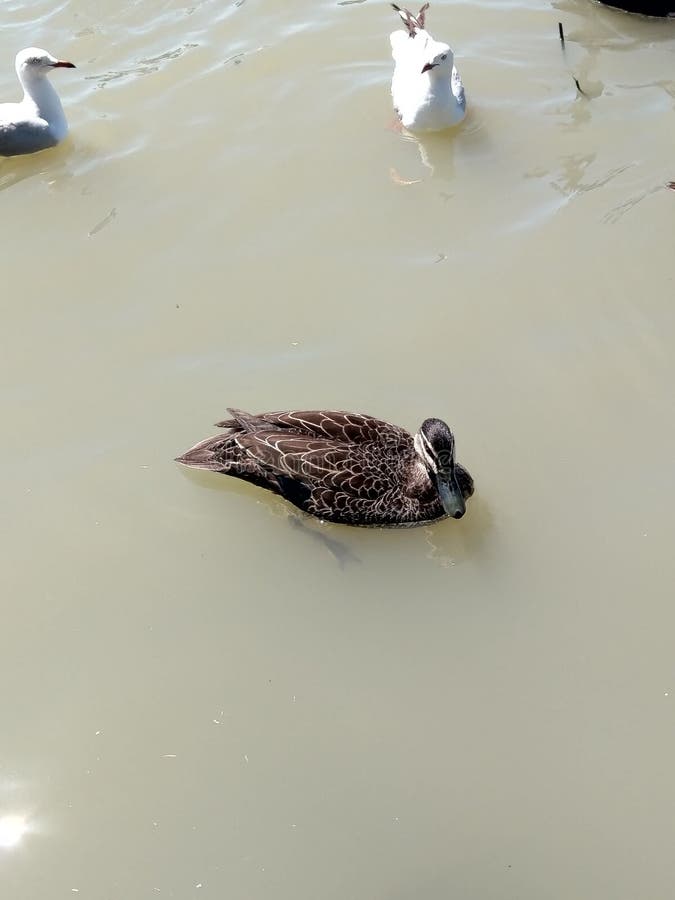 Duck River Swim Water Seagull Stock Photo - Image of swim, duck: 163363836