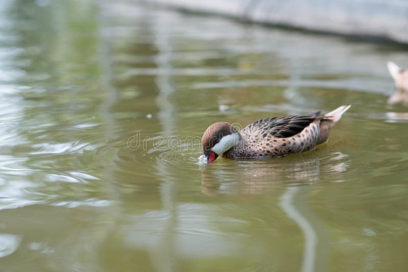 Duck in river stock image. Image of duck, water, pond - 92663939