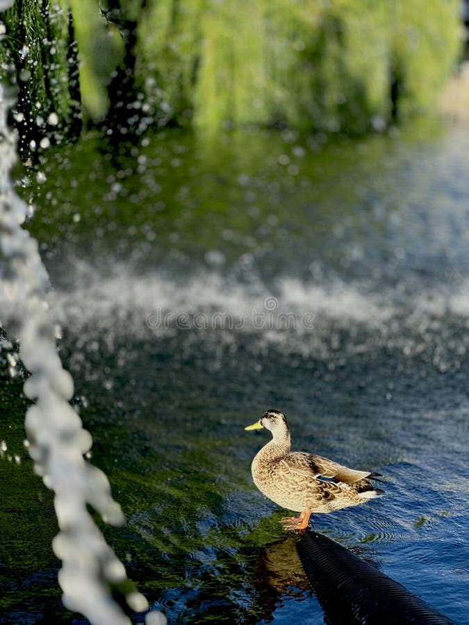 Duck on the River Under the Fountain Stock Image - Image of mallard ...