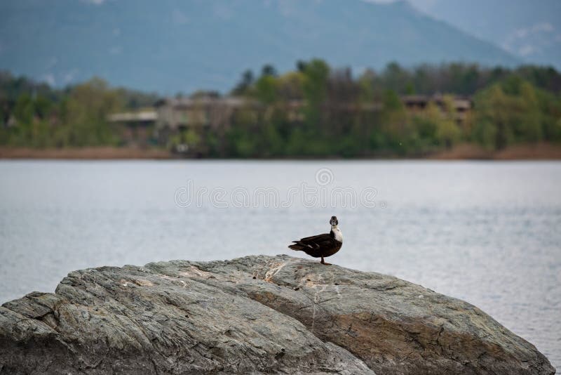Duck on a rock stock image. Image of beak, ocean, chilling - 283520731