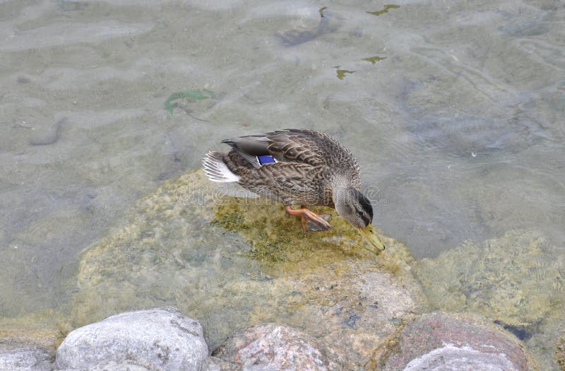 Duck on the rock stock photo. Image of life, flying, feather - 49903532