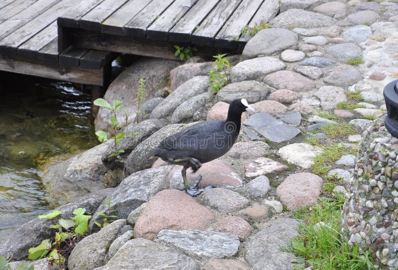 Duck on the rocks stock image. Image of fauna, harbour - 49903551