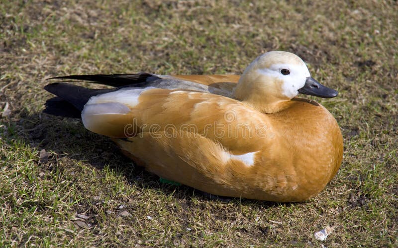 Duck ruddy Shelduck stock photo. Image of lake, area - 90186436