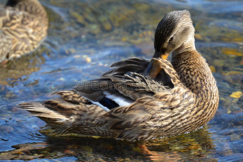 Duck stock photo. Image of ducks, lake, duck, ruffling - 41853762
