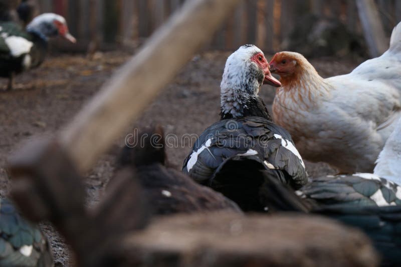 A Duck Running from the Axe Stock Image - Image of fresh, business ...