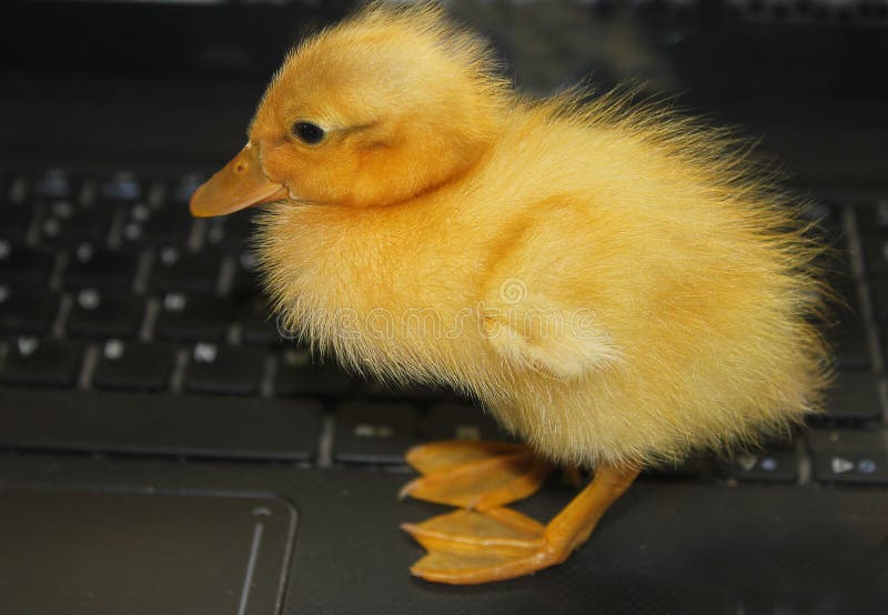 Duck Running on the Keyboard of the Computer Stock Image - Image of ...