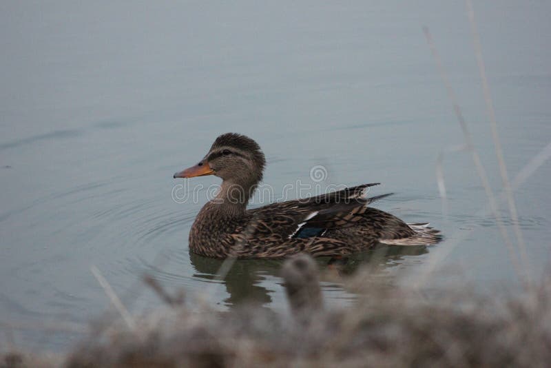 Duck stock image. Image of decoy, rodent, lake, baikal - 48037797