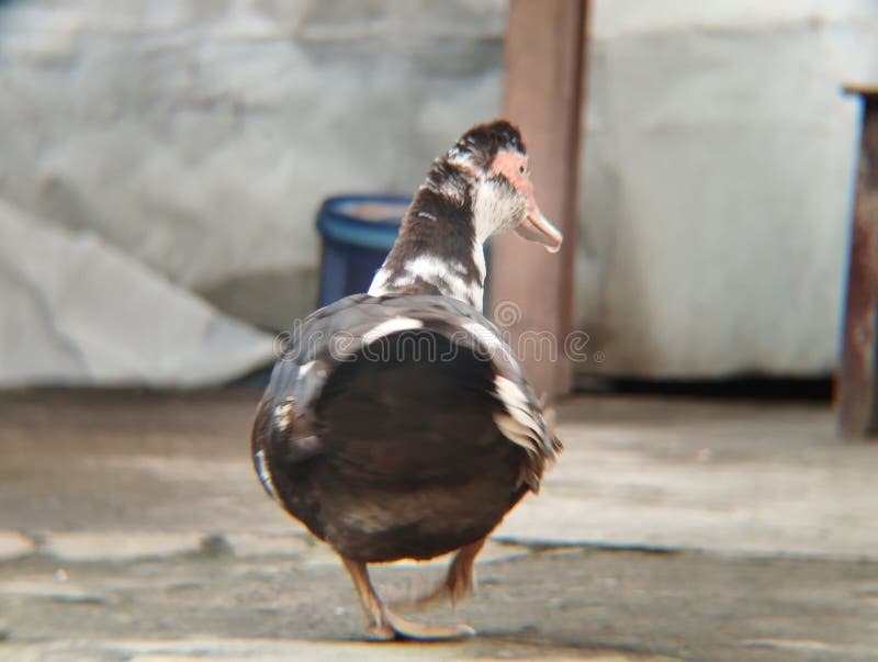 The Duck& X27;s Behind As it Walks Stock Image - Image of duck, bird ...