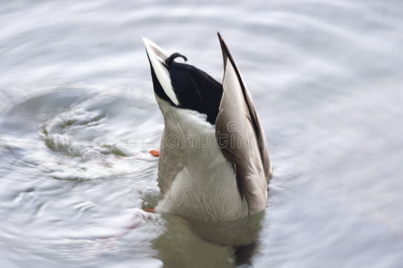 Duck s bottom stock image. Image of tail, teal, drake - 69829221