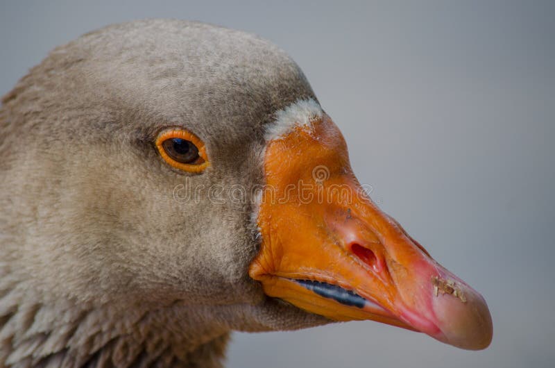 Duck s face stock image. Image of animal, closeup, nature - 26189883