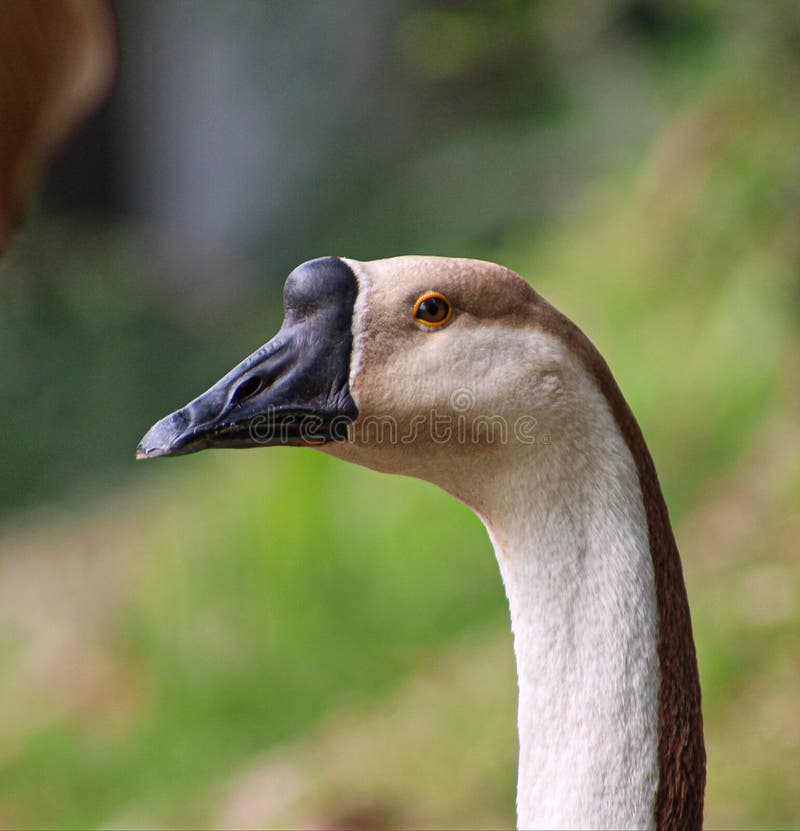 Duck s long neck stock image. Image of neck, seabird - 240268323