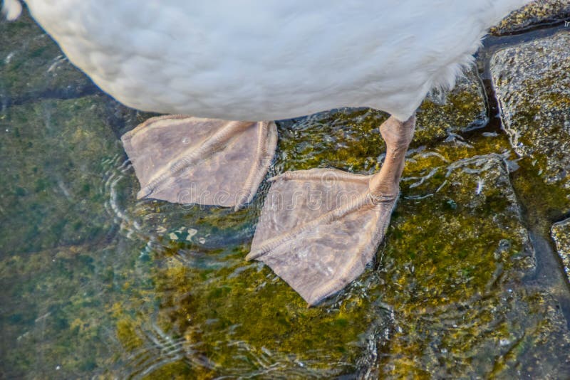A Duck`s Web In The Shallow Water Stock Image - Image of anas ...