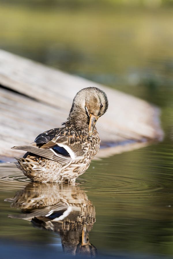 Duck scratches his nose stock image. Image of brown - 116460257