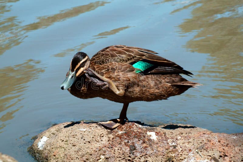 A duck scratching itself. stock image. Image of scratching - 50805067