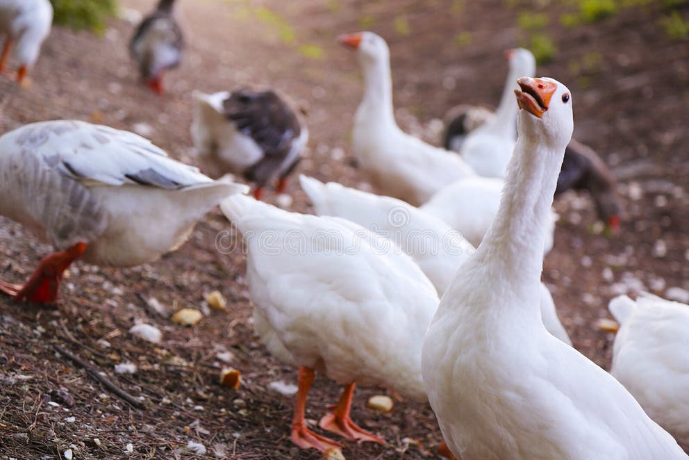 Duck screaming stock image. Image of white, screams - 189356149
